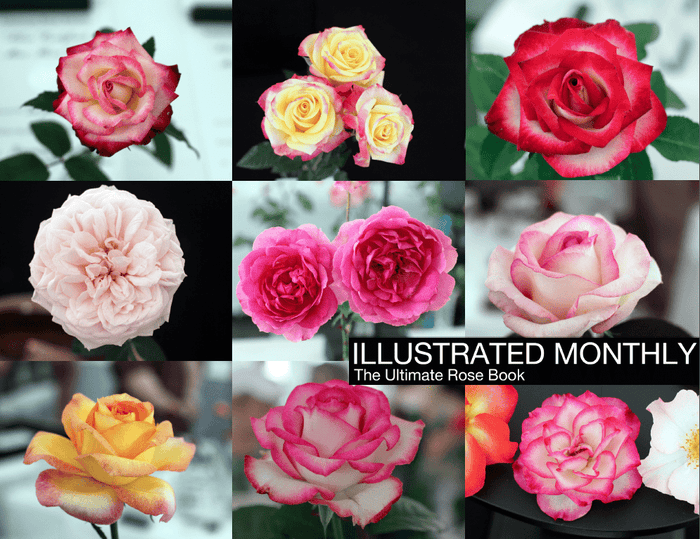 Digital Drawing Reference - tattooflashcollectiveeurope